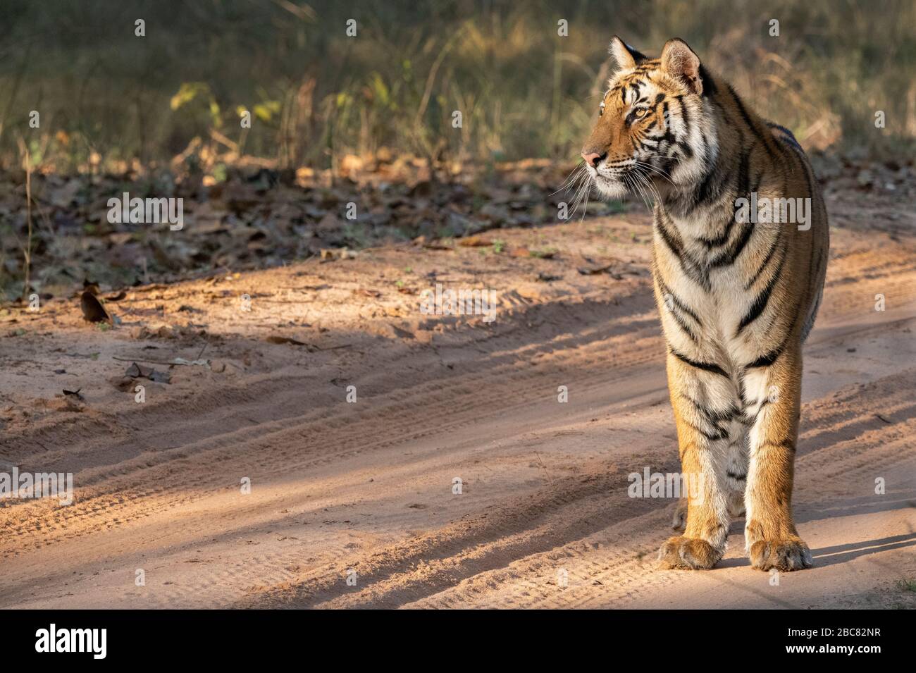 India, Madhya Pradesh, Bandhavgarh National Park. Young female Bengal ...
