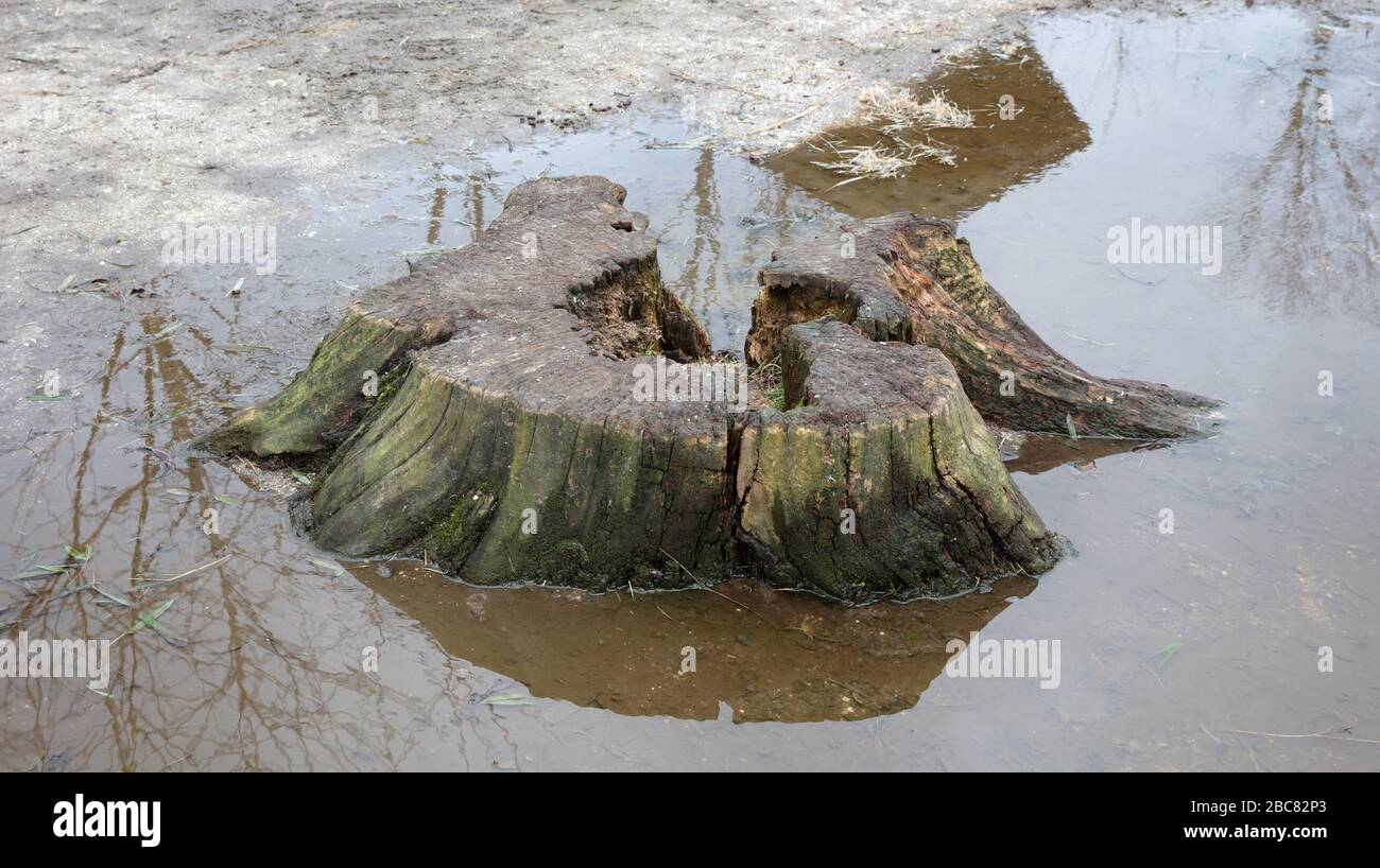 Cut down tree in a puddle of water Stock Photo - Alamy