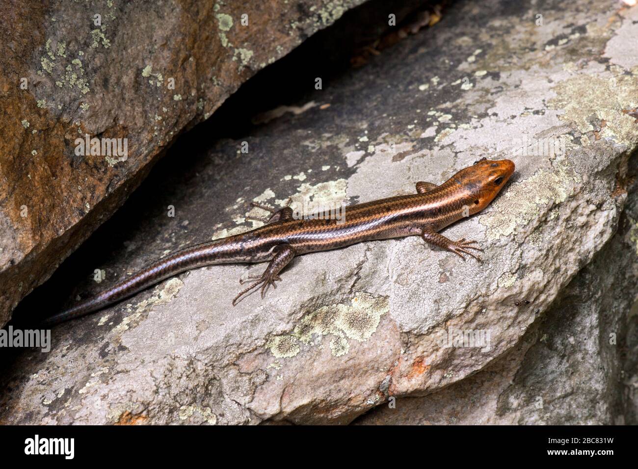 Five-lined Skink sunning on a rock in the Delaware Water Gap National ...