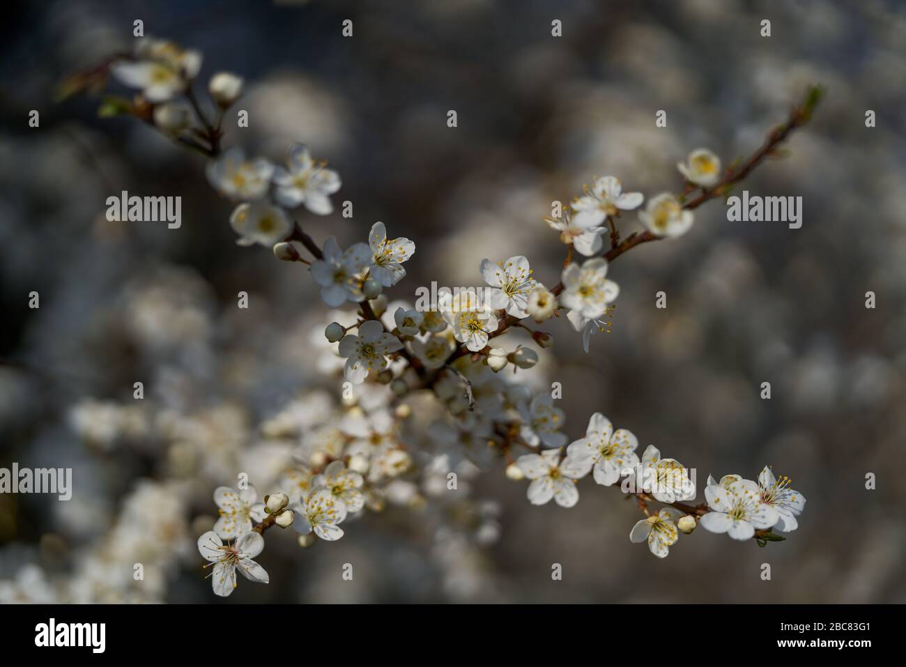 Blooming mirabelle plum tree Prunus syriaca Stock Photo - Alamy