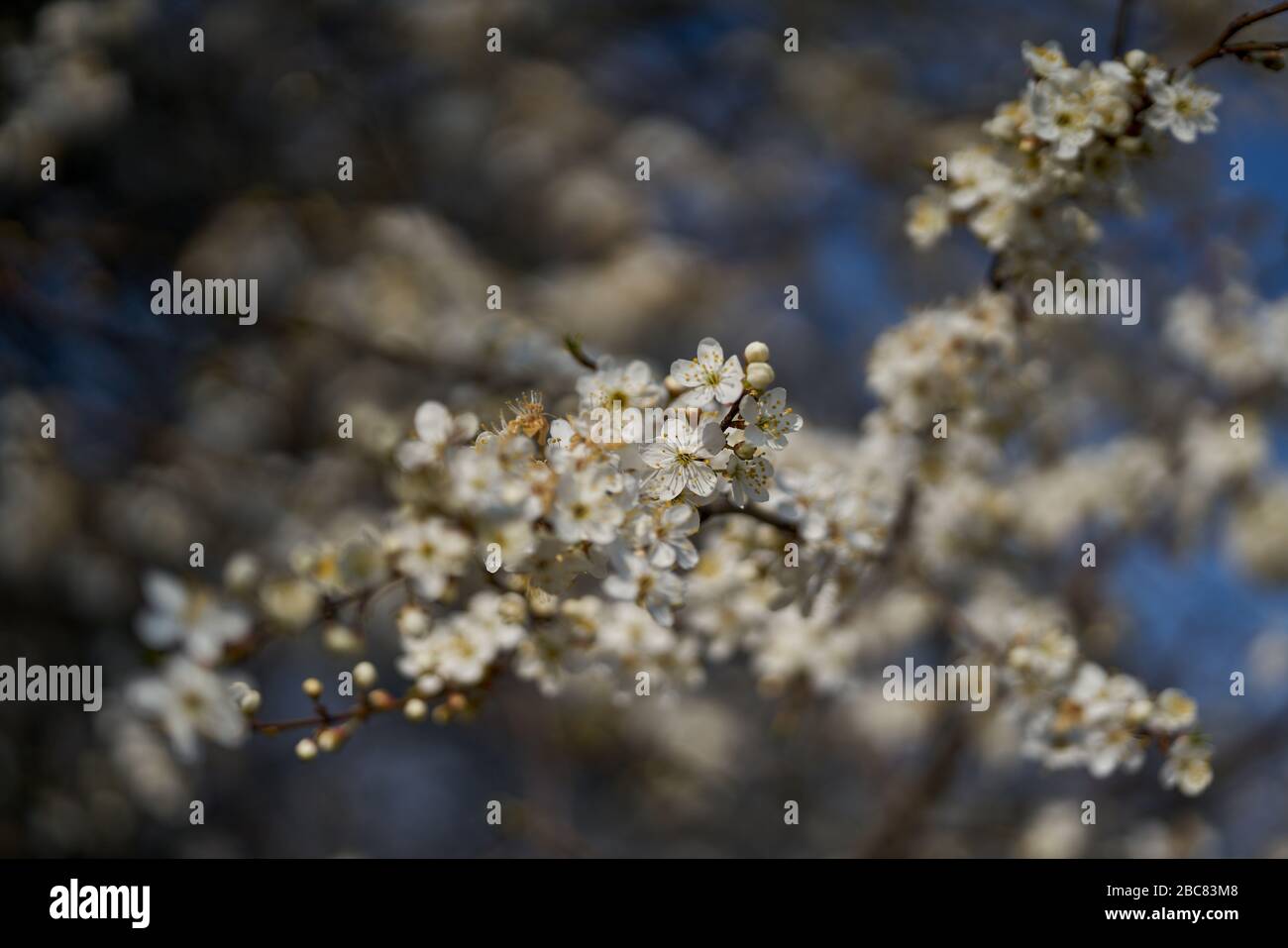 Mirabelle plum tree hi-res stock photography and images - Alamy