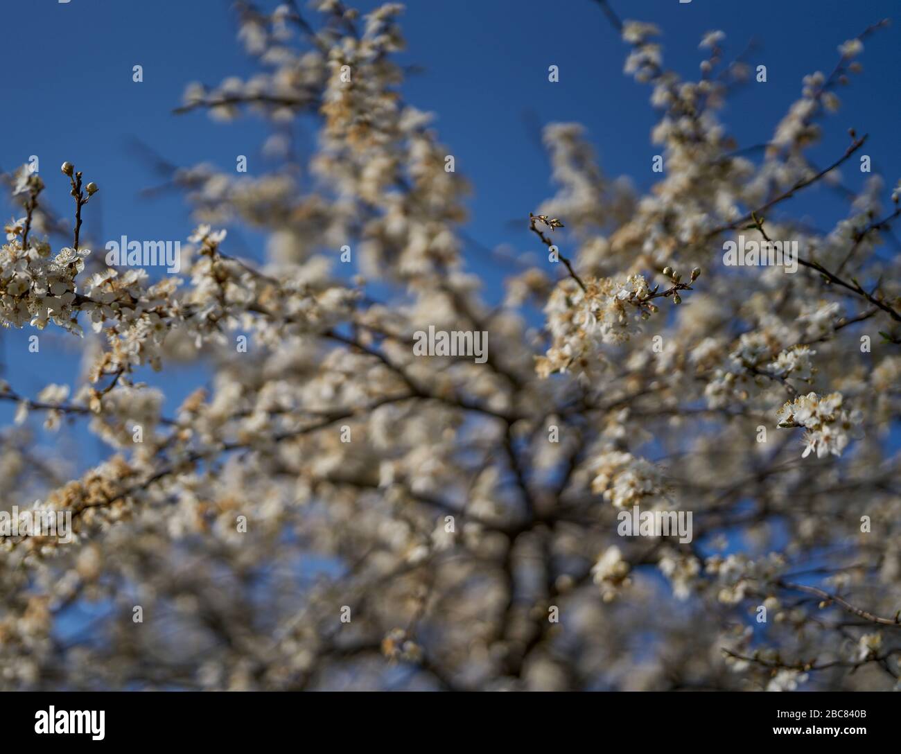 Blooming mirabelle plum tree Prunus syriaca Stock Photo - Alamy