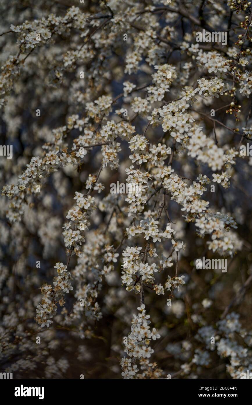 Blooming mirabelle plum tree Prunus syriaca Stock Photo - Alamy