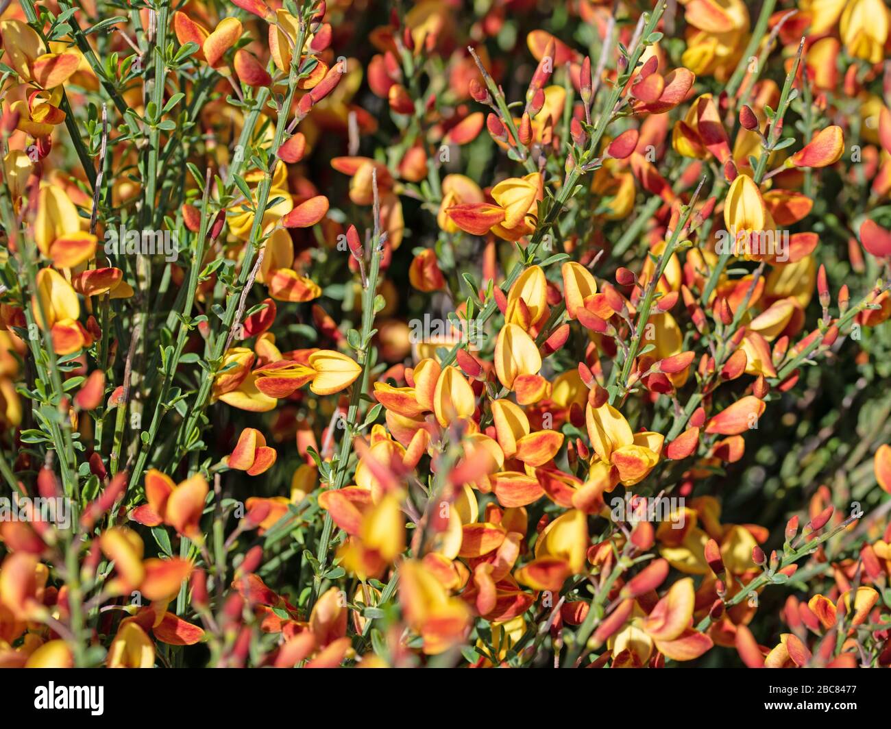 Flowering gorse, genista, in yellow and orange Stock Photo - Alamy