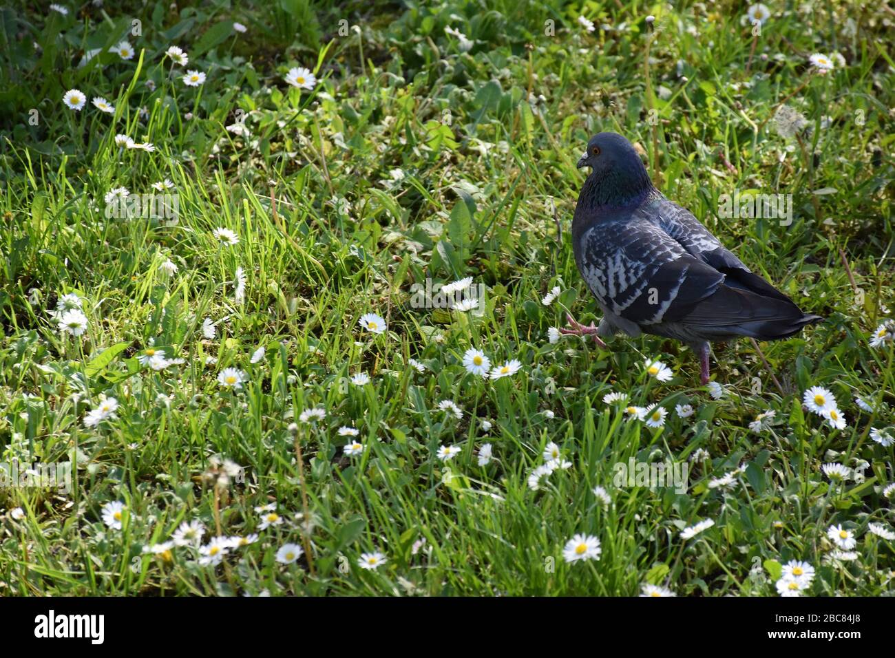 A colorful tame pigeon walks in the field of flowers and grass Stock ...