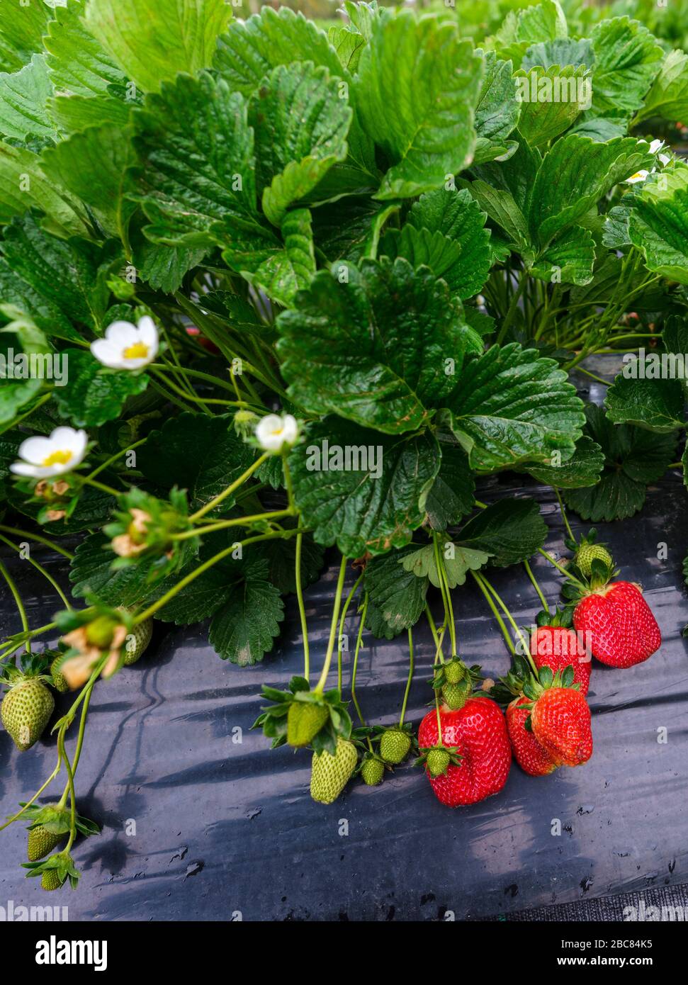 Plantation of ripe strawberries. Rows of strawberries outdoors on a ...