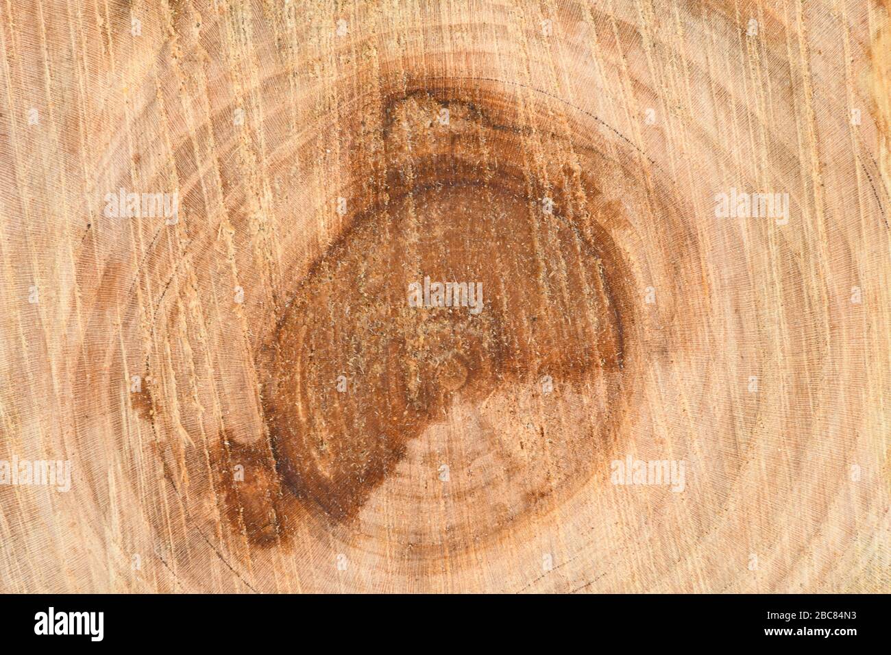 Top view of the surface of the fresh stump with annual rings closeup ...