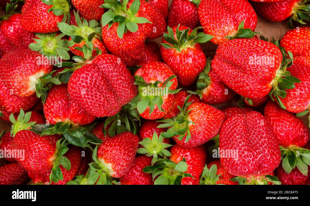 Fresh strawberry background. Fresh organic berries close-up. Fruit ...