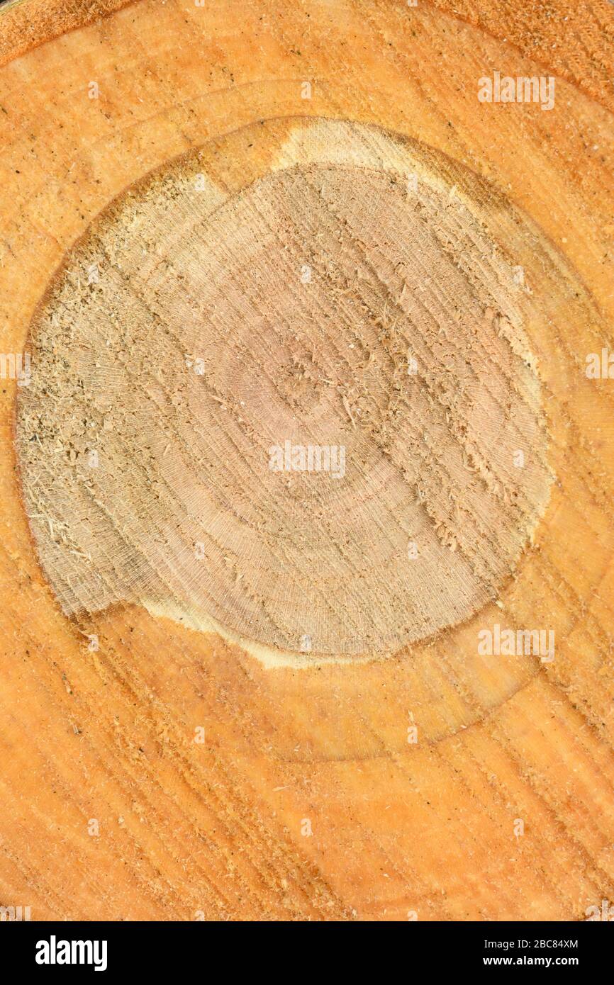 Top view of the surface of the fresh stump with annual rings closeup ...