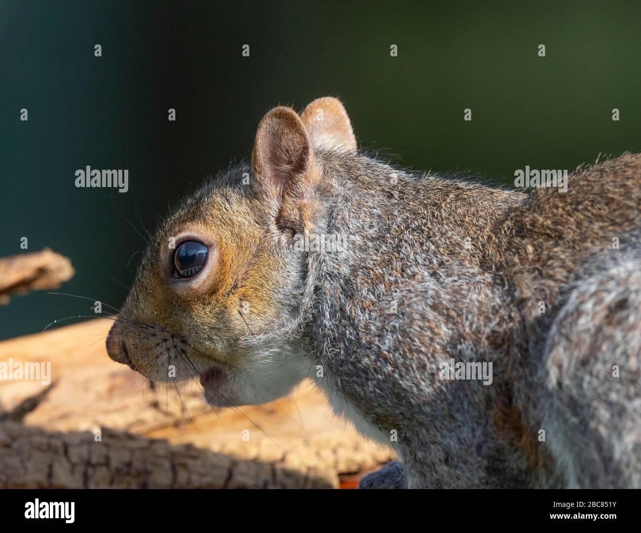 Grey squirrel foraging in a suburban London garden. Credit: Malcolm ...