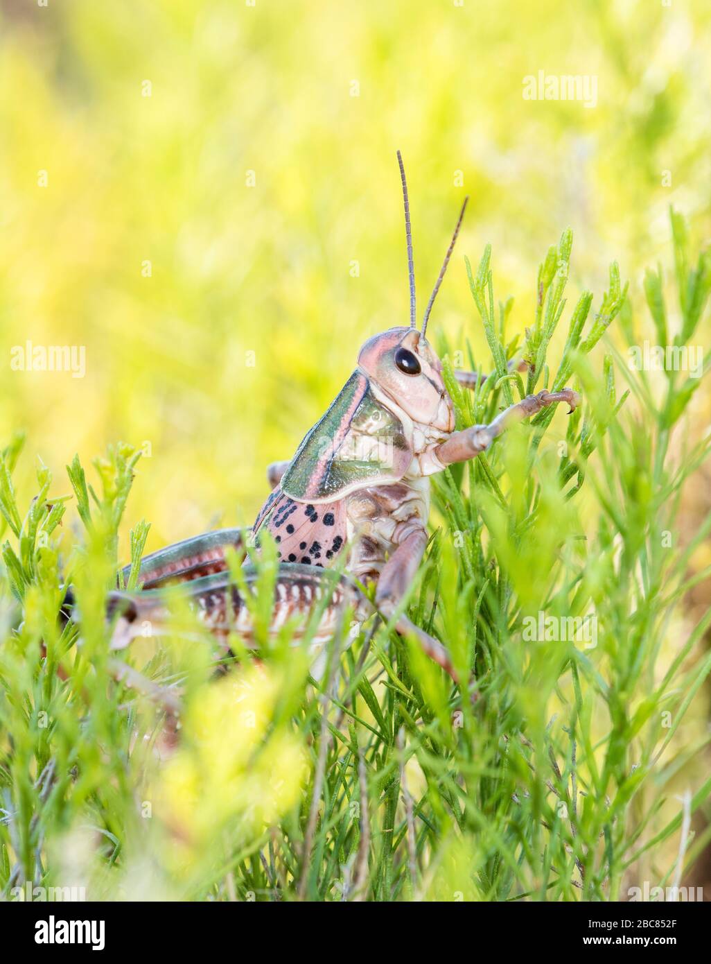 Plains Lubber Grasshopper (Brachystola magna) Perched in Vegetation in ...
