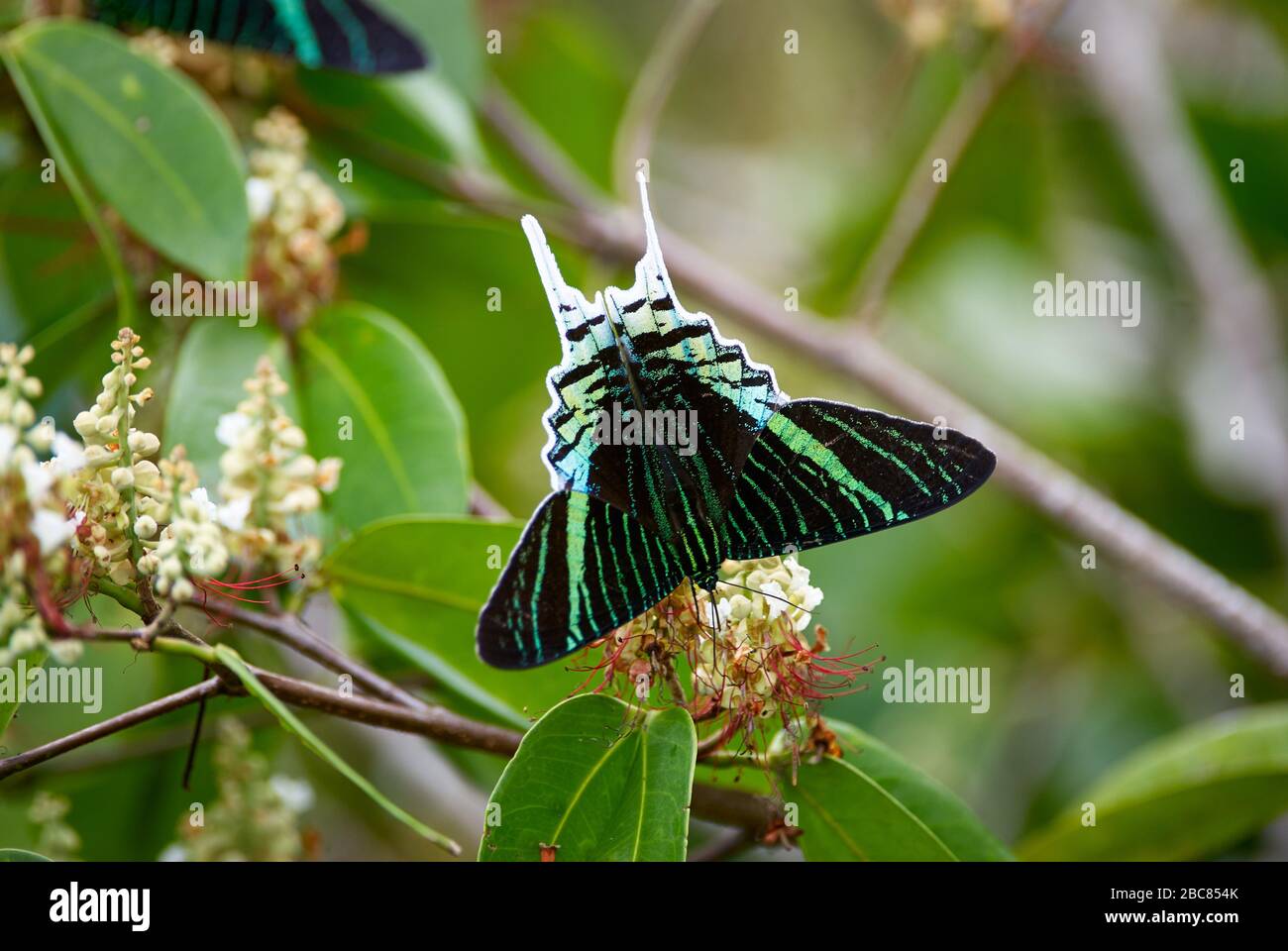 butterfly, URANIA SWALLOWTAIL MOTH, Urania leilus, ORINOCO DELTA ...