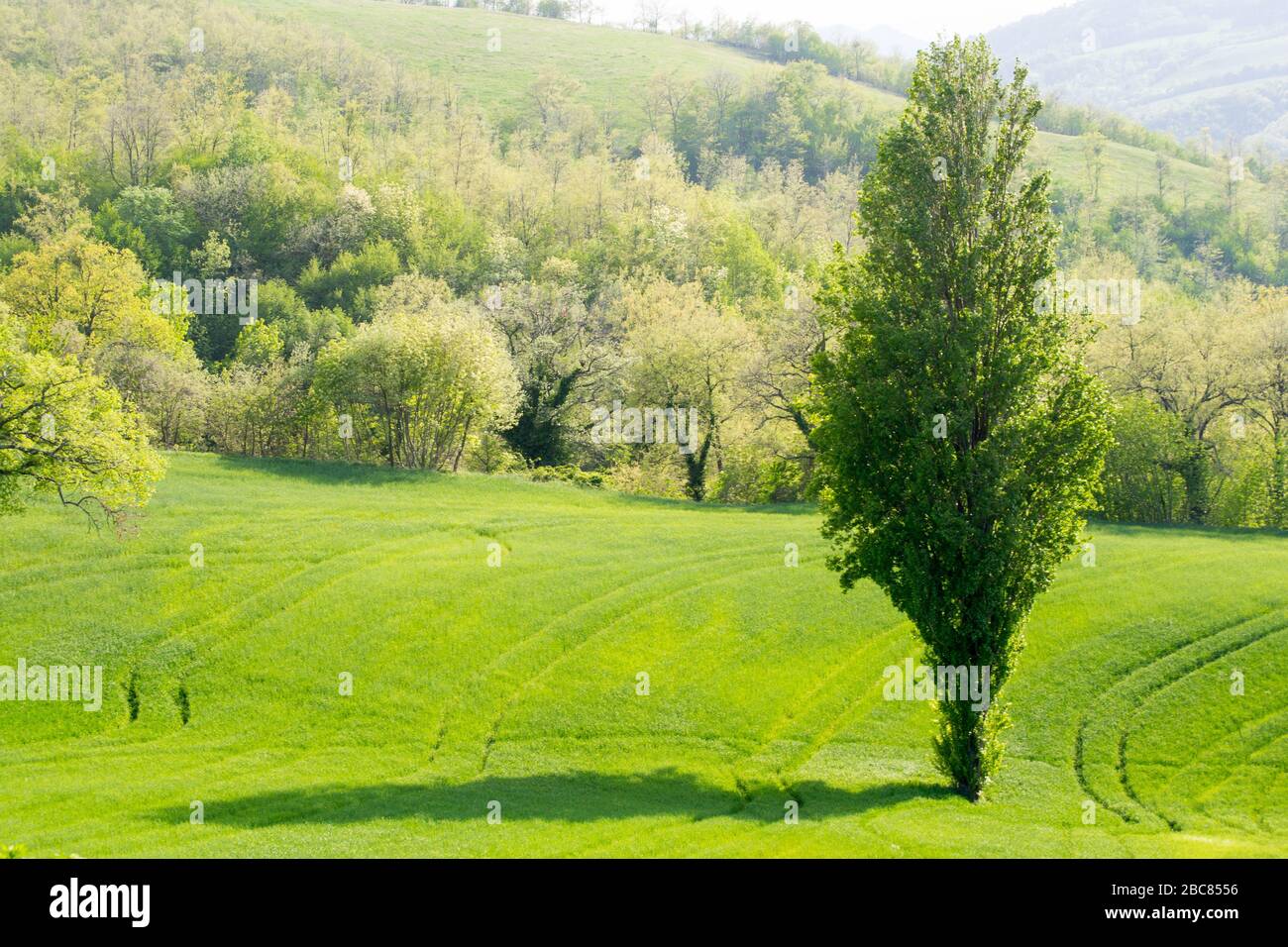 Amazing green landscape in central Italy, in Umbria between Gubbio and ...