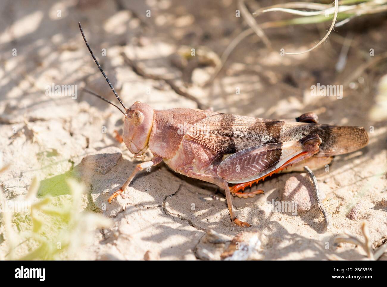 Three-banded Grasshopper (Hadrotettix trifasciatus) Perched on the ...
