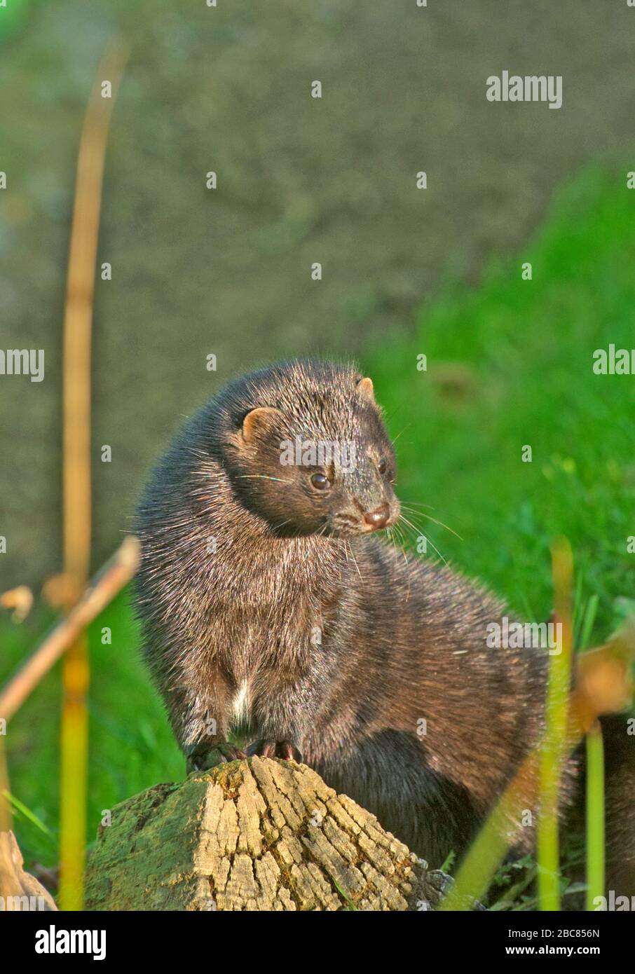 Mink mustela vison hi-res stock photography and images - Alamy