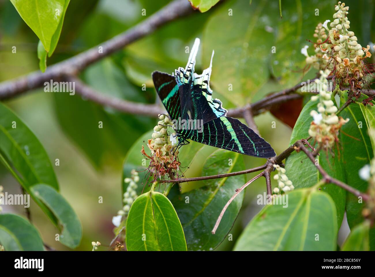 butterfly, URANIA SWALLOWTAIL MOTH, Urania leilus, ORINOCO DELTA ...
