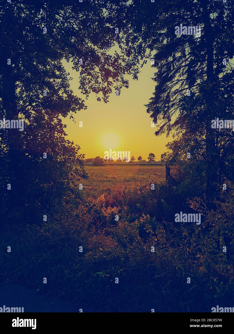 Plants sunset hi-res stock photography and images - Alamy