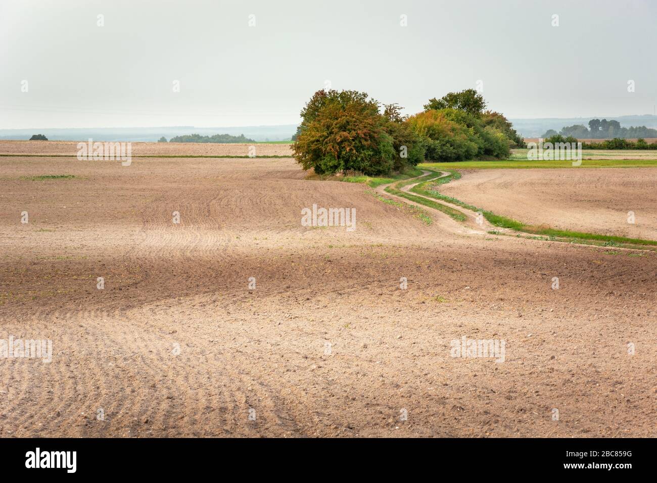 A group of shrubs growing in a plowed field and a dirt road, horizon ...