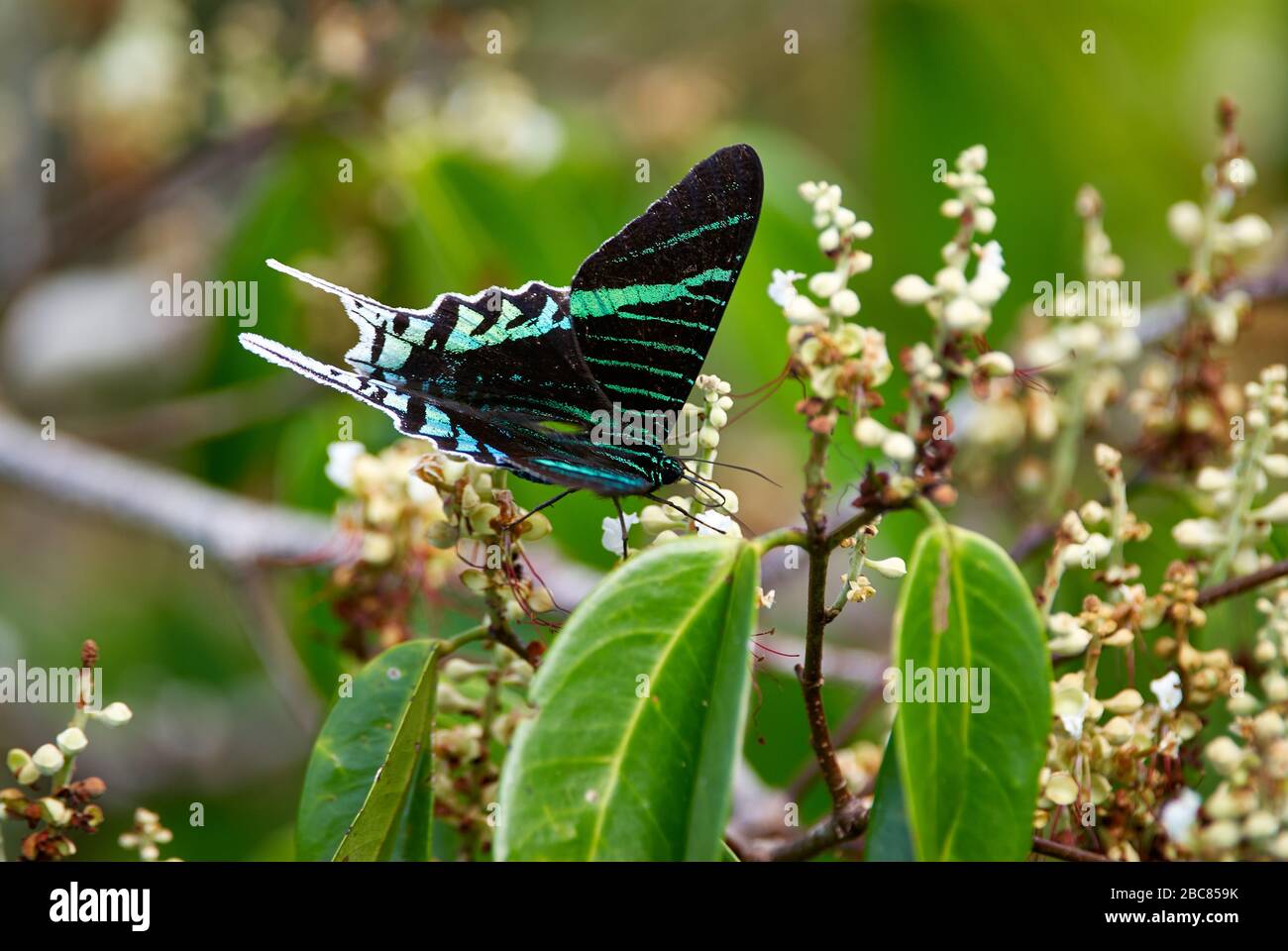 butterfly, URANIA SWALLOWTAIL MOTH, Urania leilus, ORINOCO DELTA ...