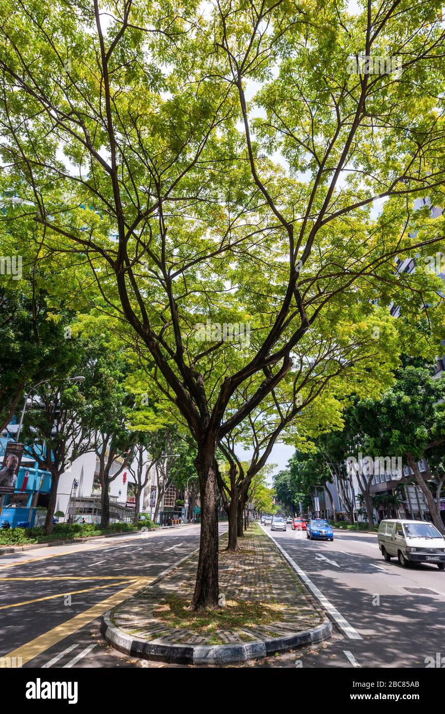 Trees in the Boulevard of Victoria St, Singapore Stock Photo - Alamy
