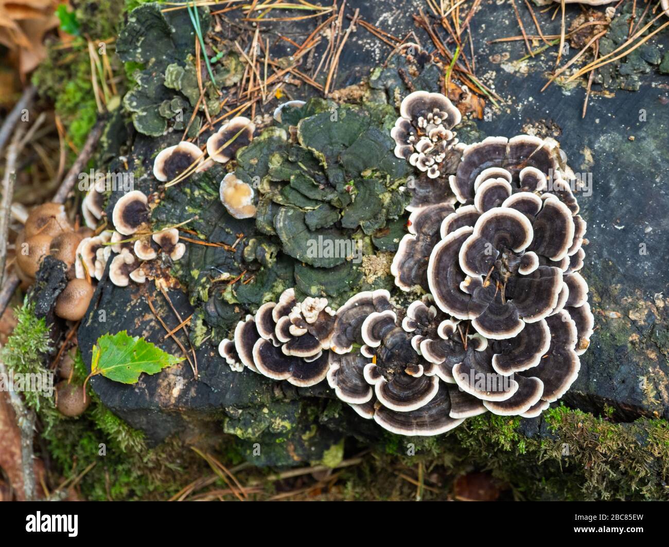 Bleeding oak crust hi-res stock photography and images - Alamy
