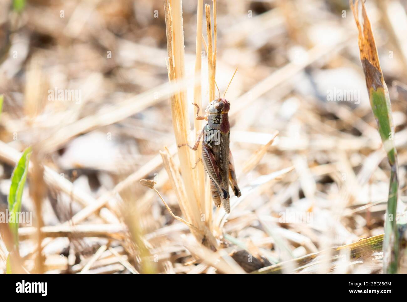 A Beautiful and Colorful Migratory Grasshopper (Melanoplus sanguinipes ...