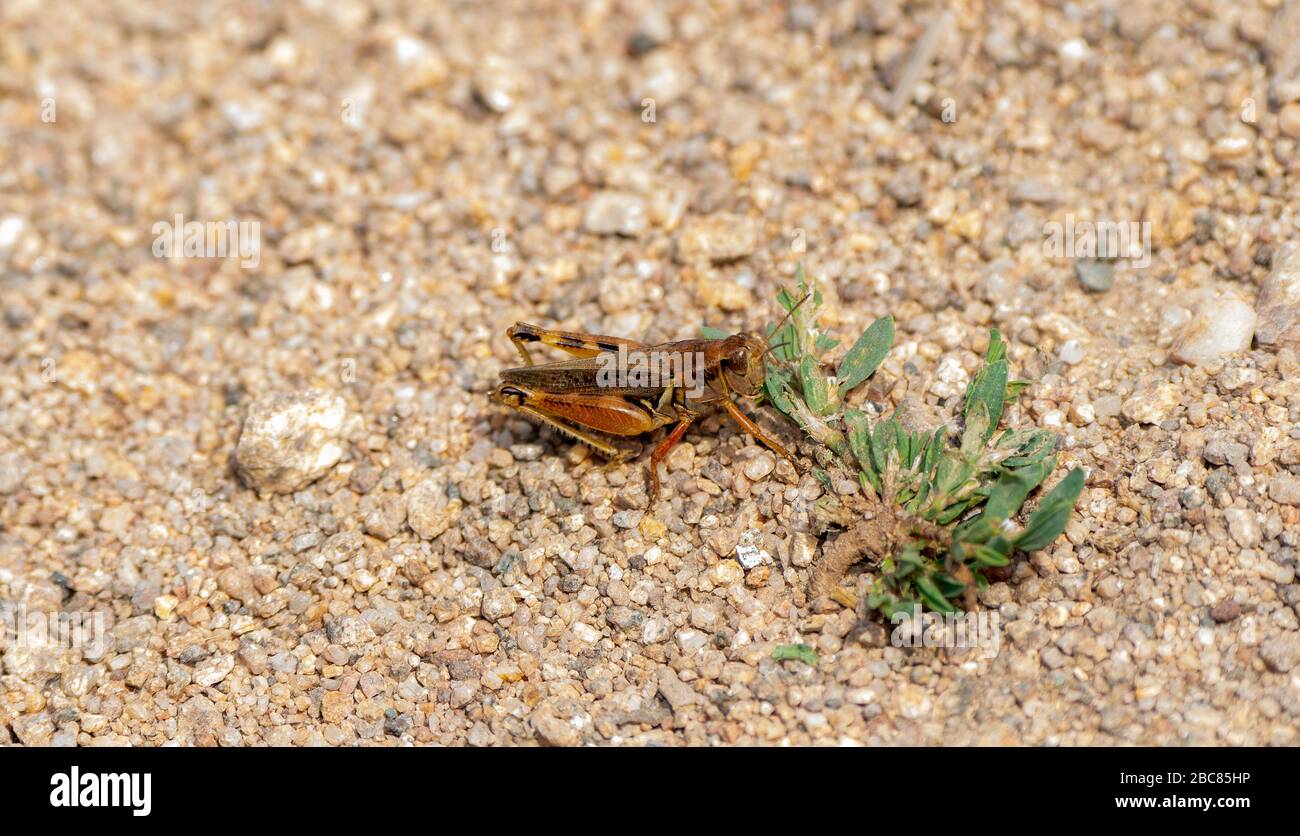 Beautiful Deep Orange Migratory Grasshopper (Melanoplus sanguinipes ...