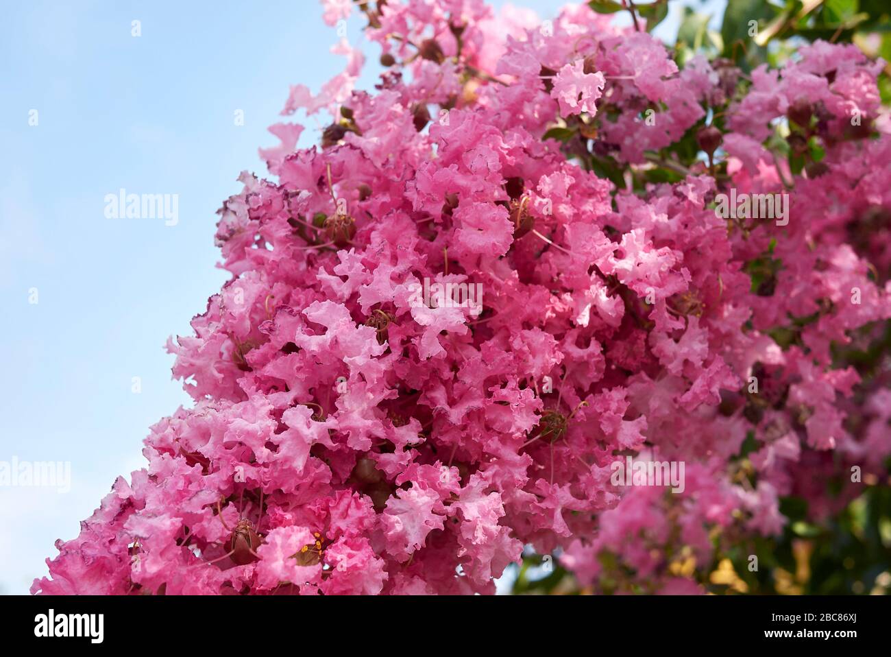 Lagerstroemia indica pink hi-res stock photography and images - Alamy