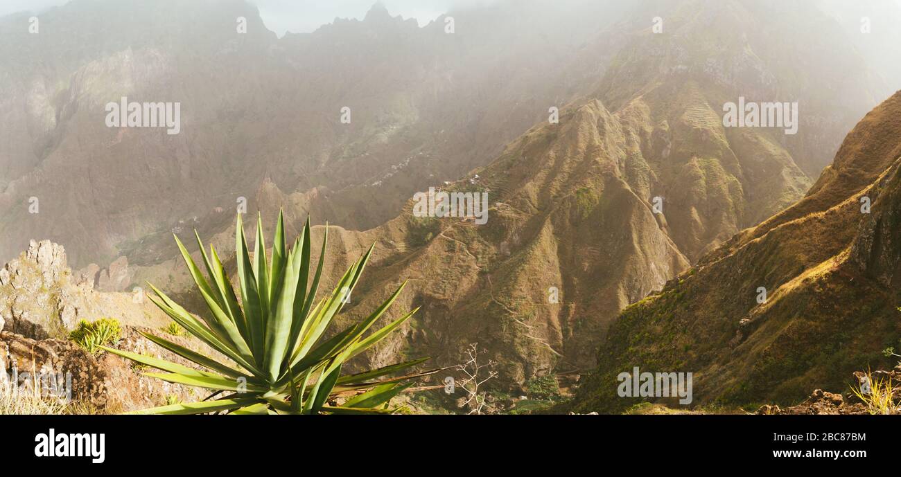 Huge agave hi-res stock photography and images - Alamy