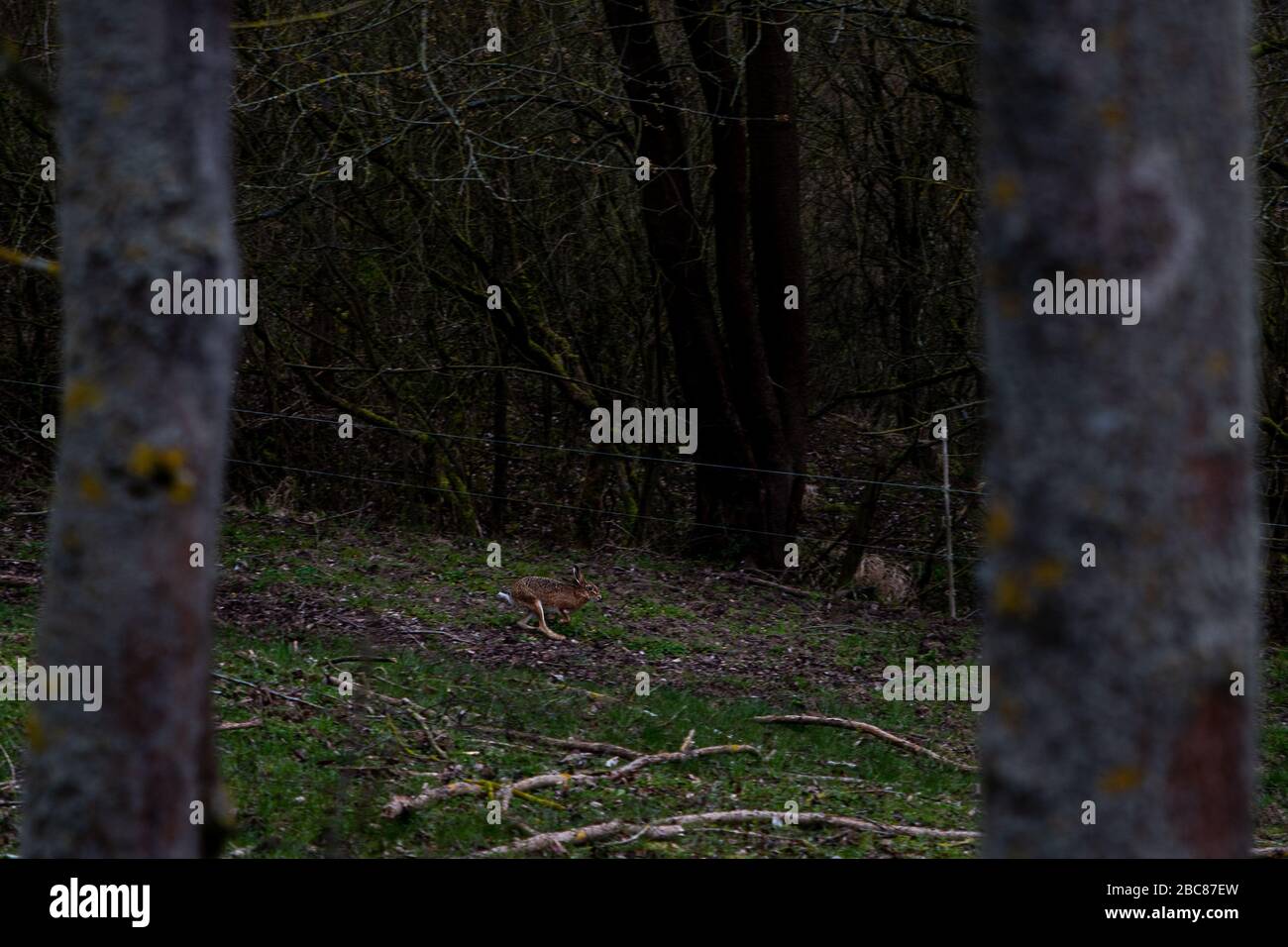European rabbit hopping hi-res stock photography and images - Alamy