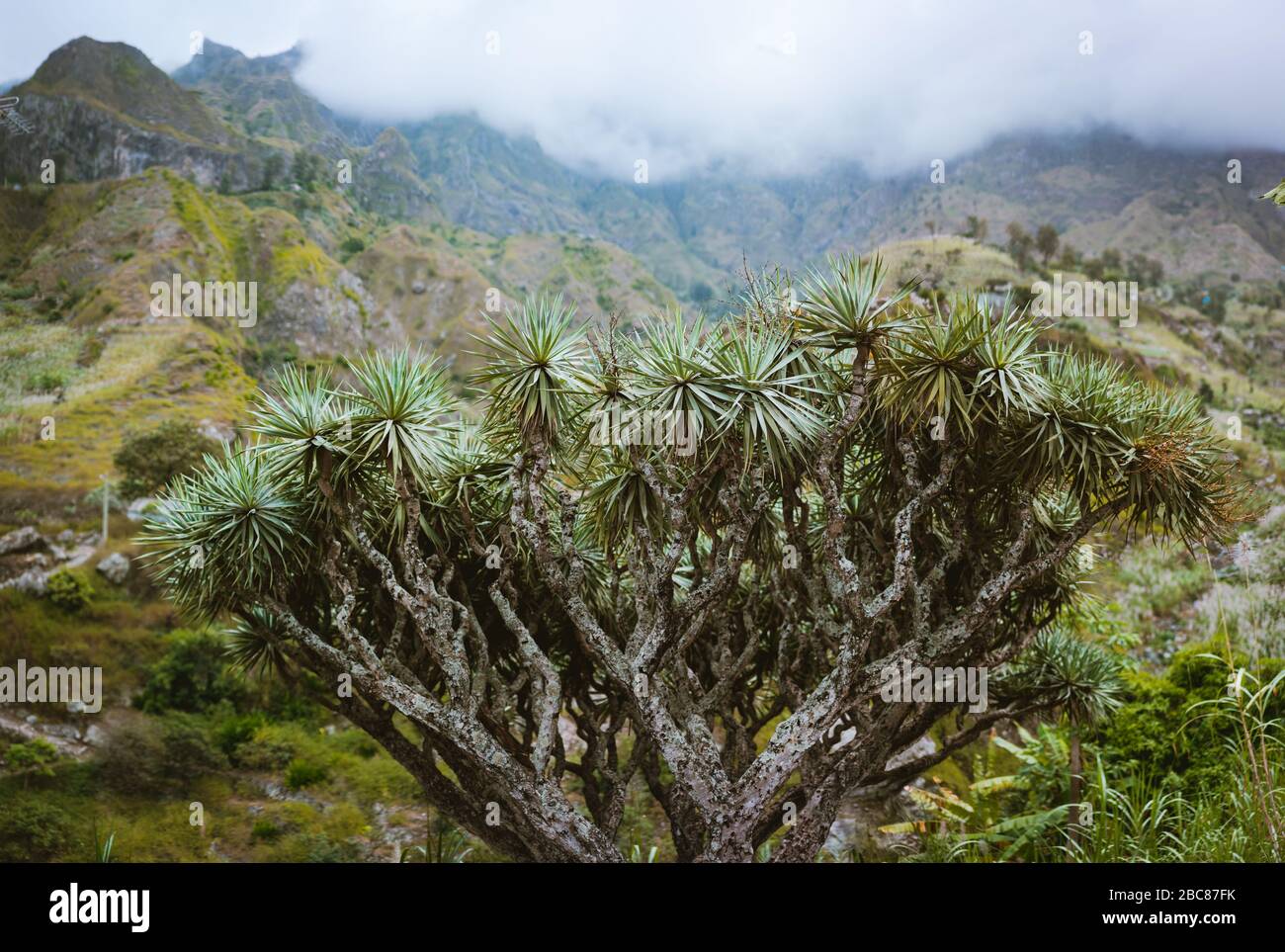 Huge dragon tree in an valley on Santo Antao, Cape Verde Cabo Verde ...