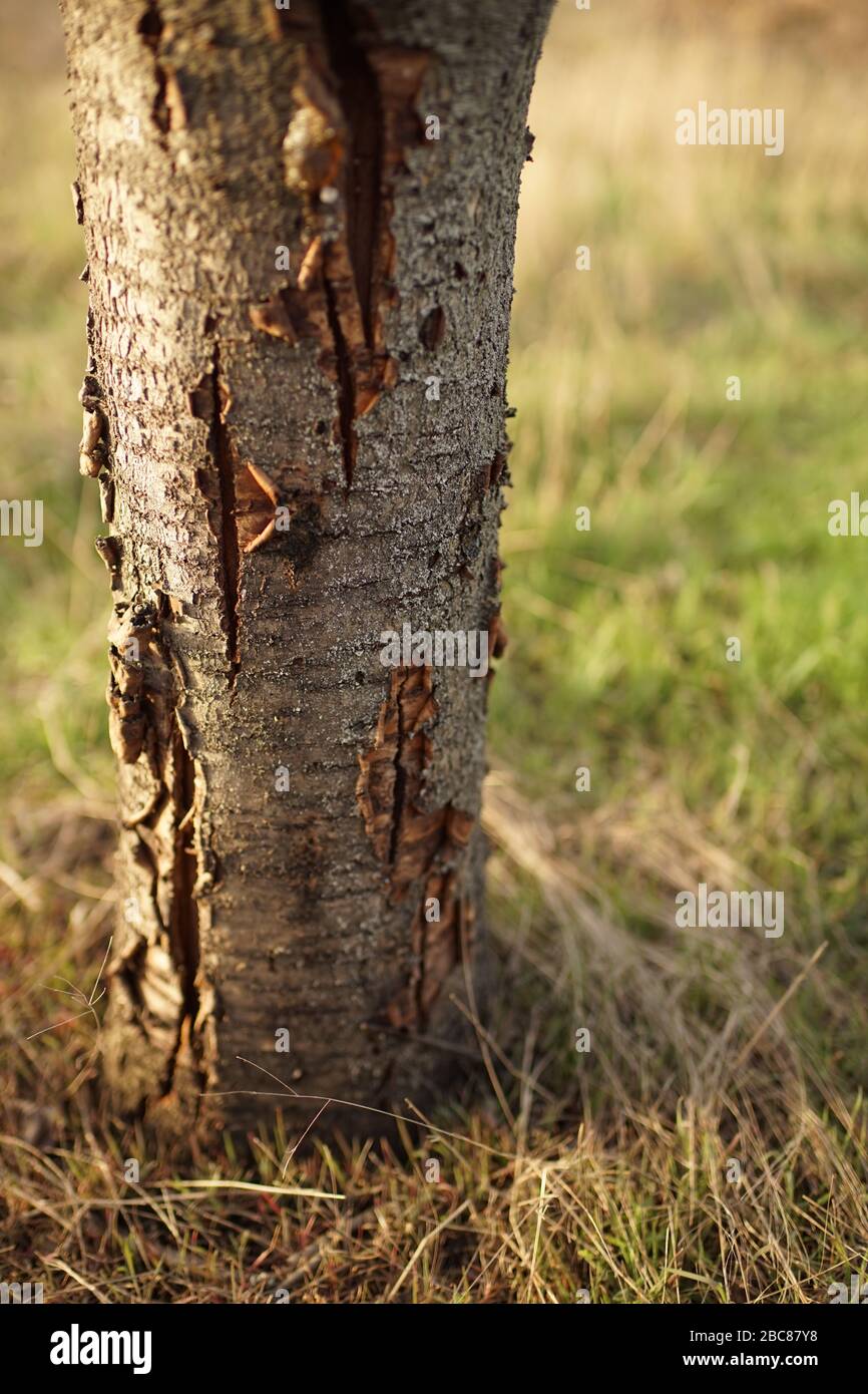 sweet cherry tree trunk with scrubbing bark Stock Photo - Alamy