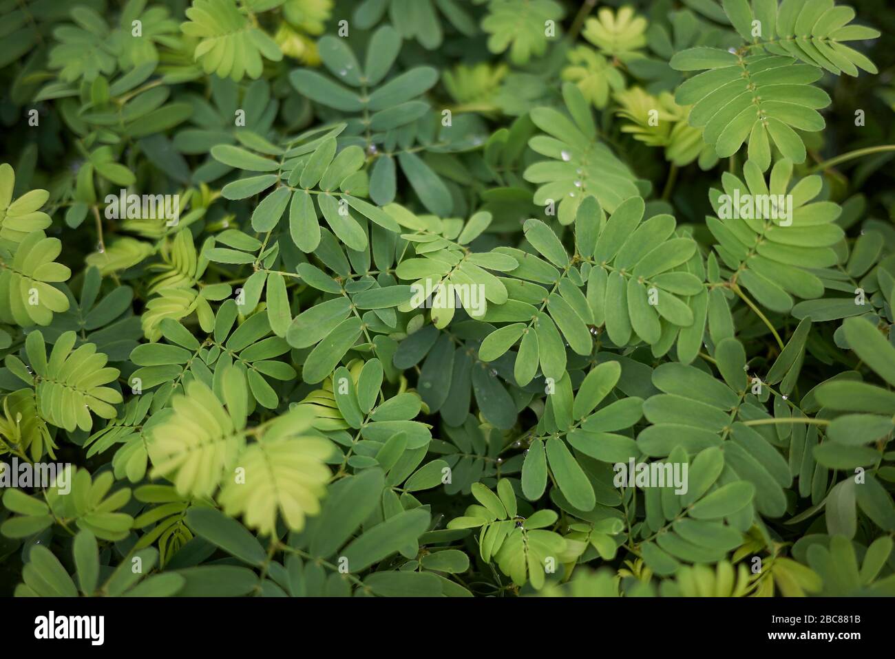 Seismonastic movement hi-res stock photography and images - Alamy