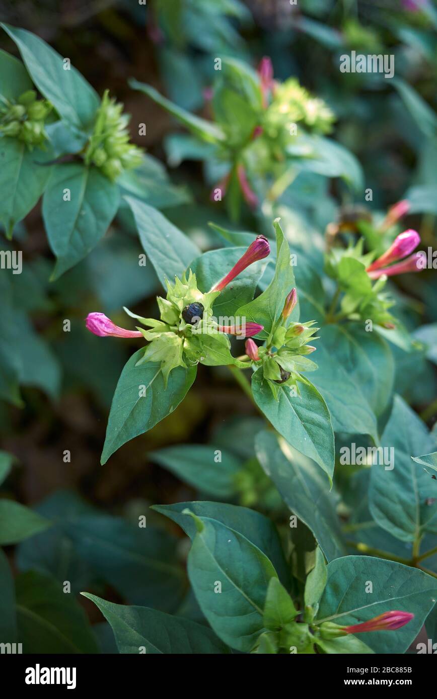 Mirabilis jalapa, flowers and fruit Stock Photo - Alamy