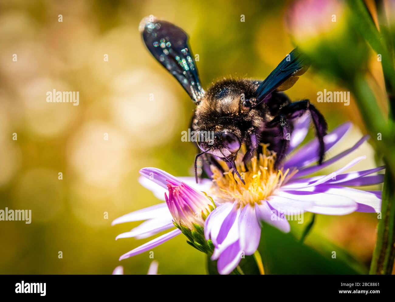 Insects macro photography hi-res stock photography and images - Alamy