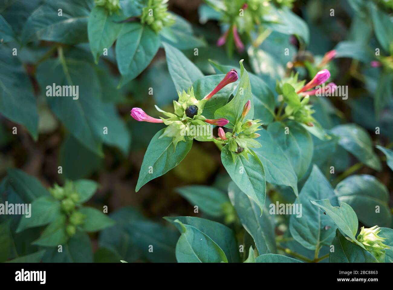 Fruit of mirabilis jalapa hi-res stock photography and images - Alamy