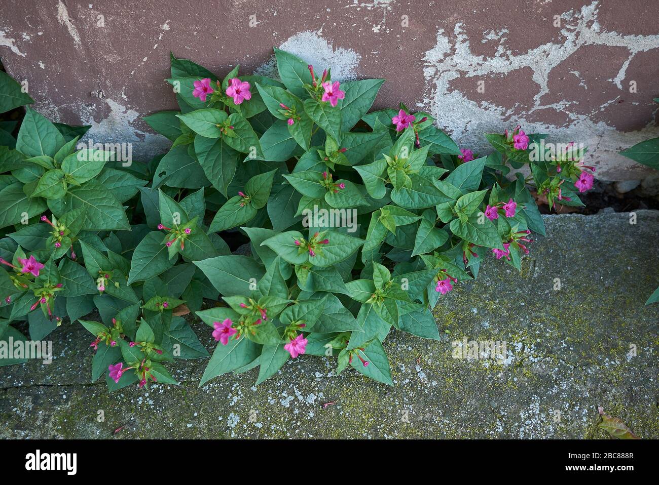 Fruit of mirabilis jalapa hi-res stock photography and images - Alamy
