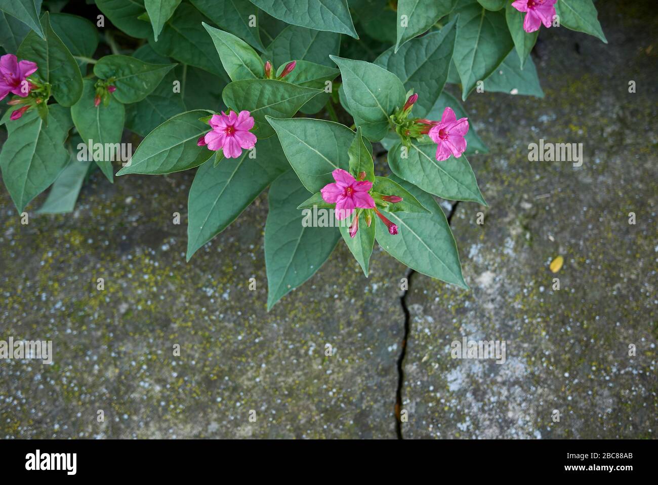 Fruit of mirabilis jalapa hi-res stock photography and images - Alamy