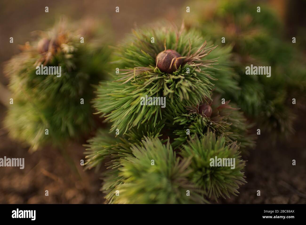 fluffy bush of wild peony flower with closed buds Stock Photo - Alamy