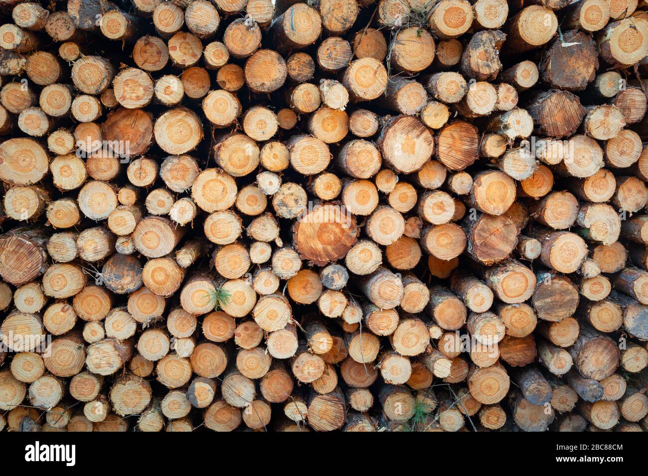 Log pile texture hi-res stock photography and images - Alamy