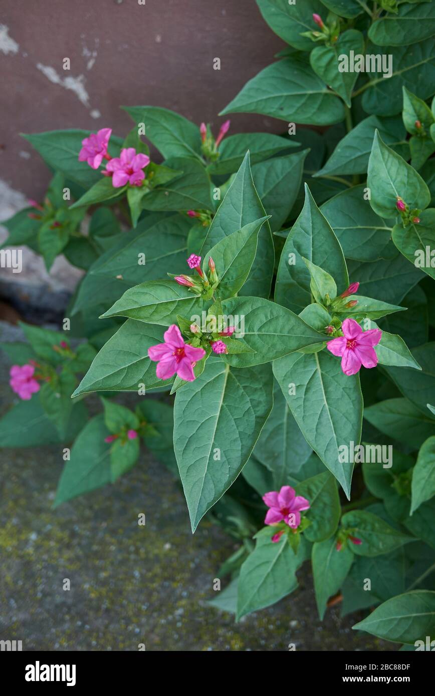 Fruit of mirabilis jalapa hi-res stock photography and images - Alamy
