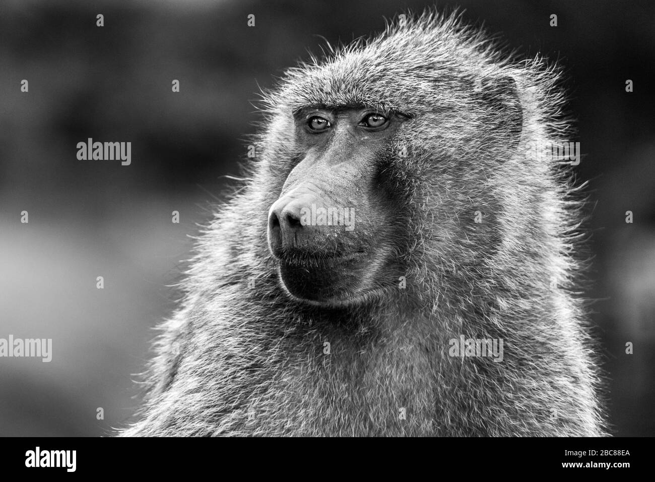 Baboons in the wild Stock Photo - Alamy