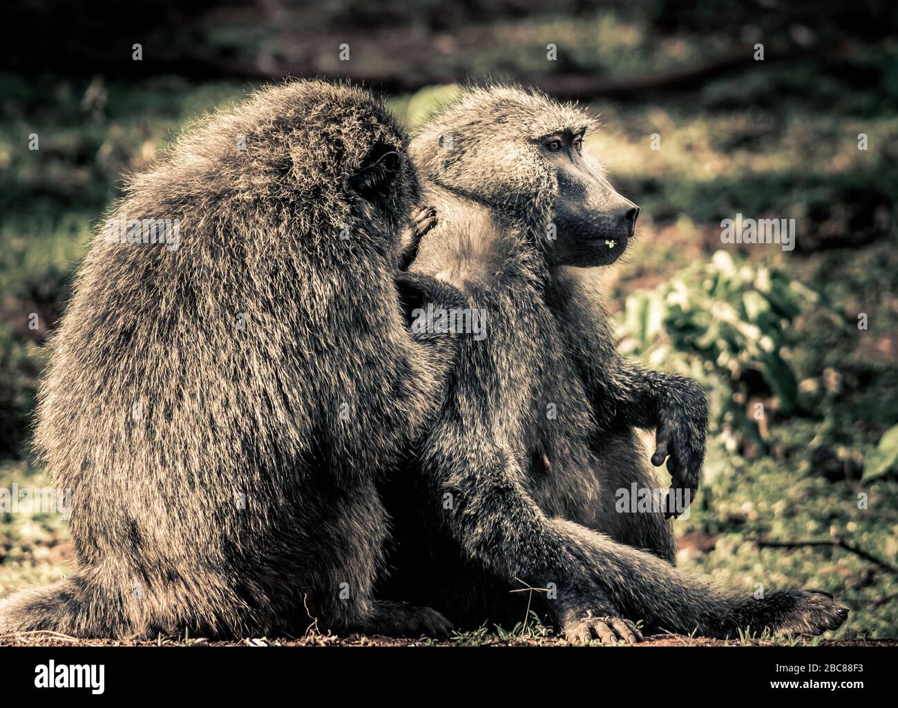 Two baboons papio in kenya hi-res stock photography and images - Alamy