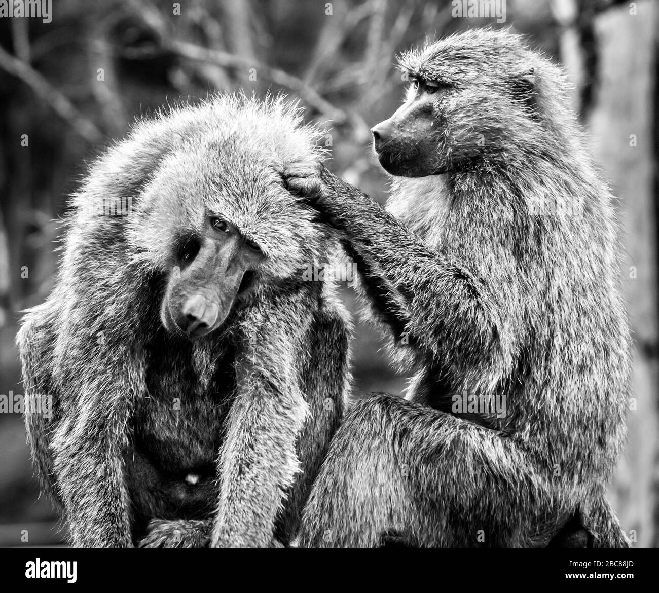 Primate care Black and White Stock Photos & Images - Alamy