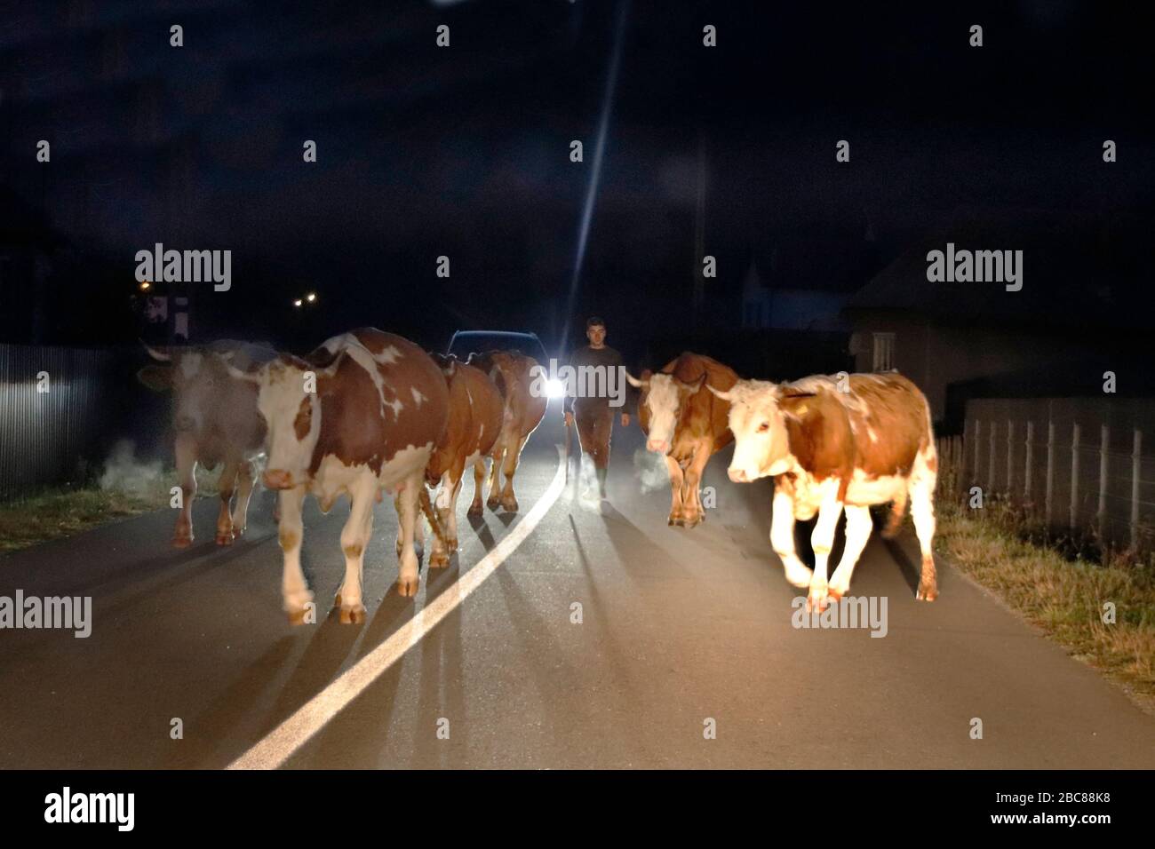 Romanian cows hi-res stock photography and images - Alamy