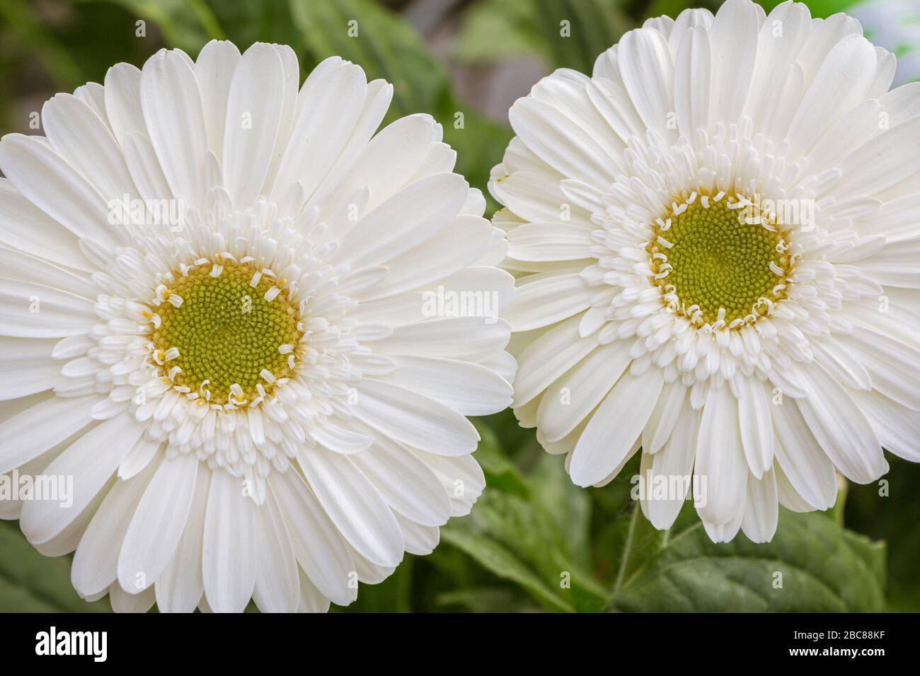 Closeup yellow hearted white Gerbera daisy flower in green natural ...