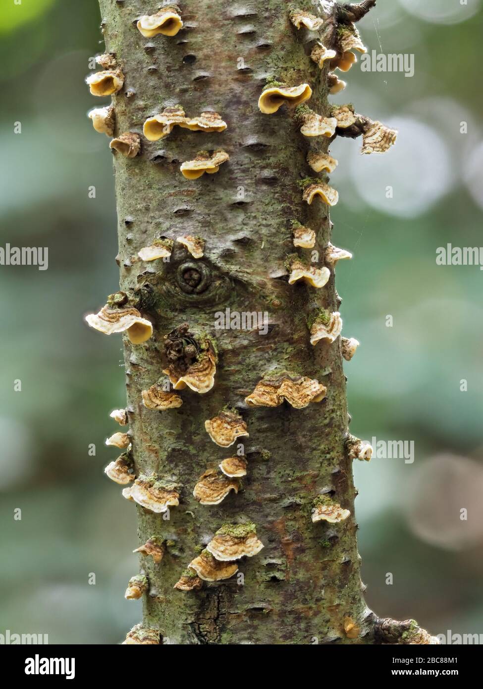 Bleeding oak crust hi-res stock photography and images - Alamy