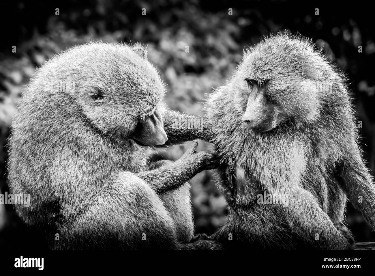 Baboons in the wild Stock Photo - Alamy