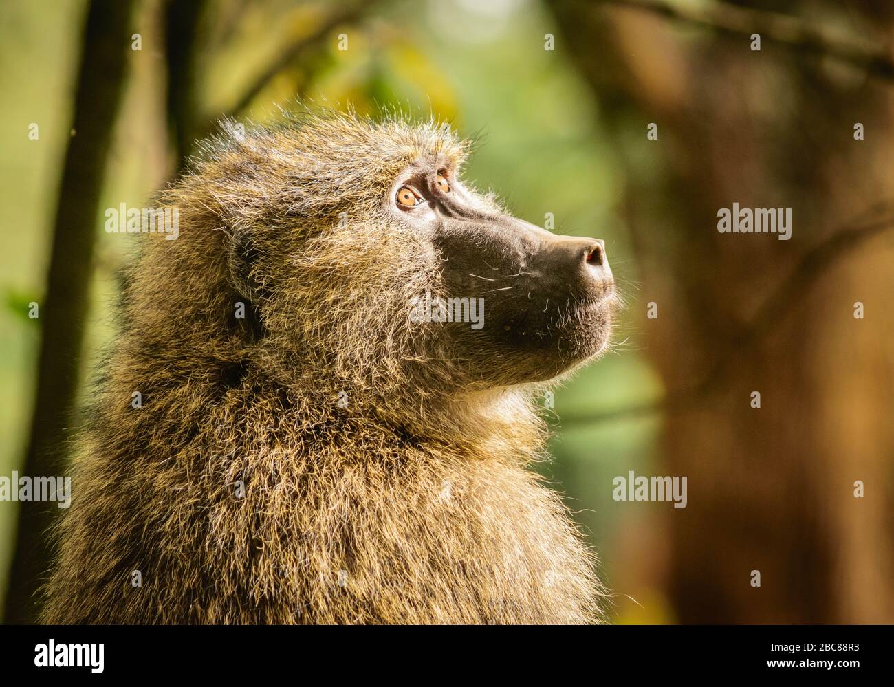 Baboons in the wild Stock Photo - Alamy