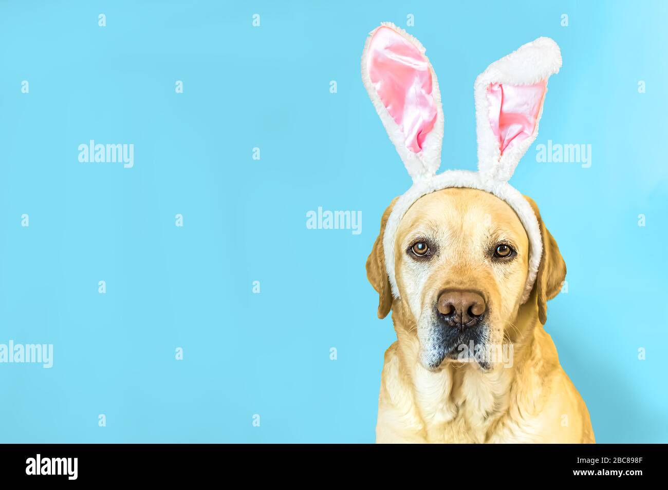 easter banner adorable labrador retriever with bunny ears on blue ...